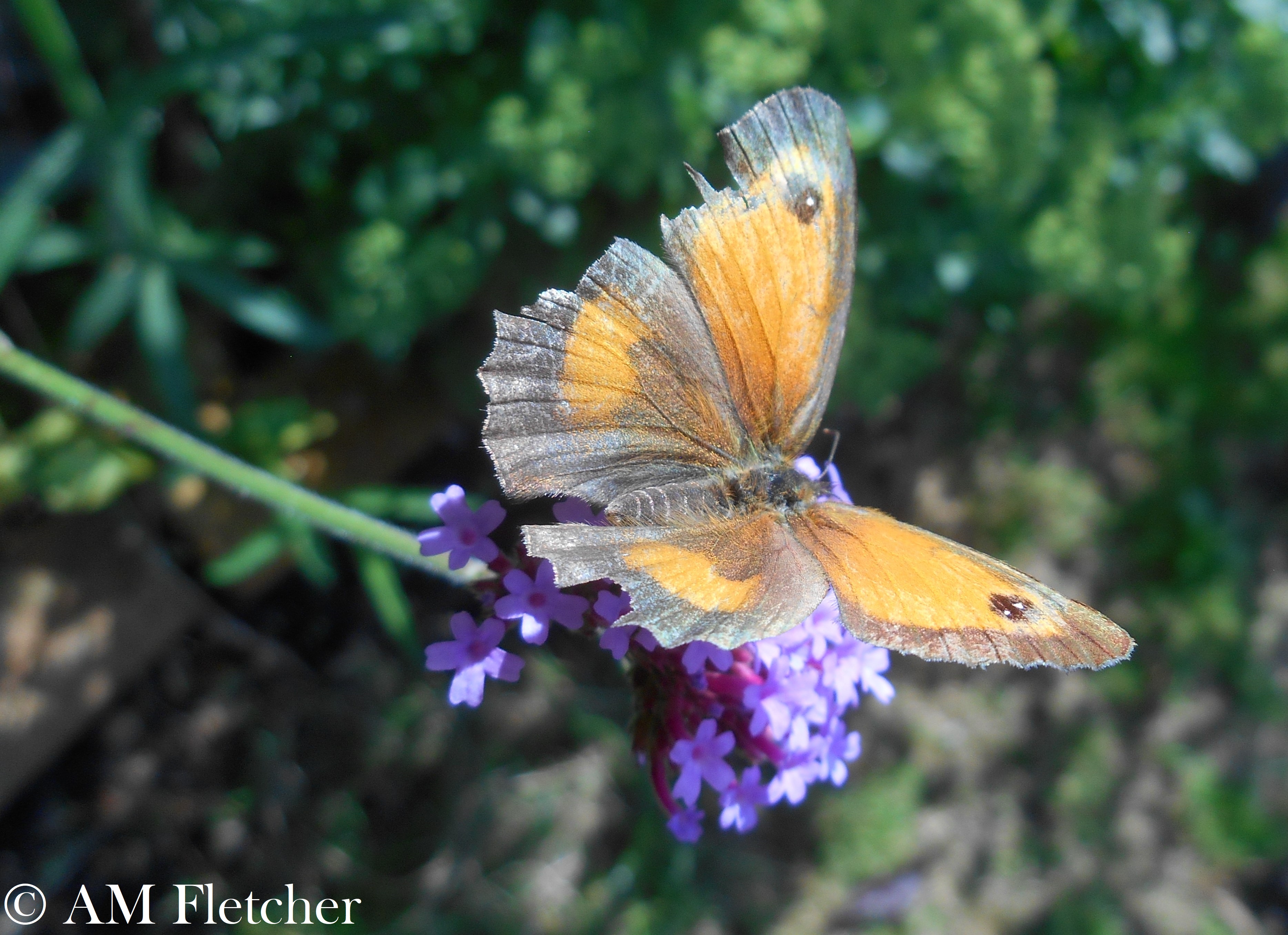 gatekeeper female, 25th july, wimbledon